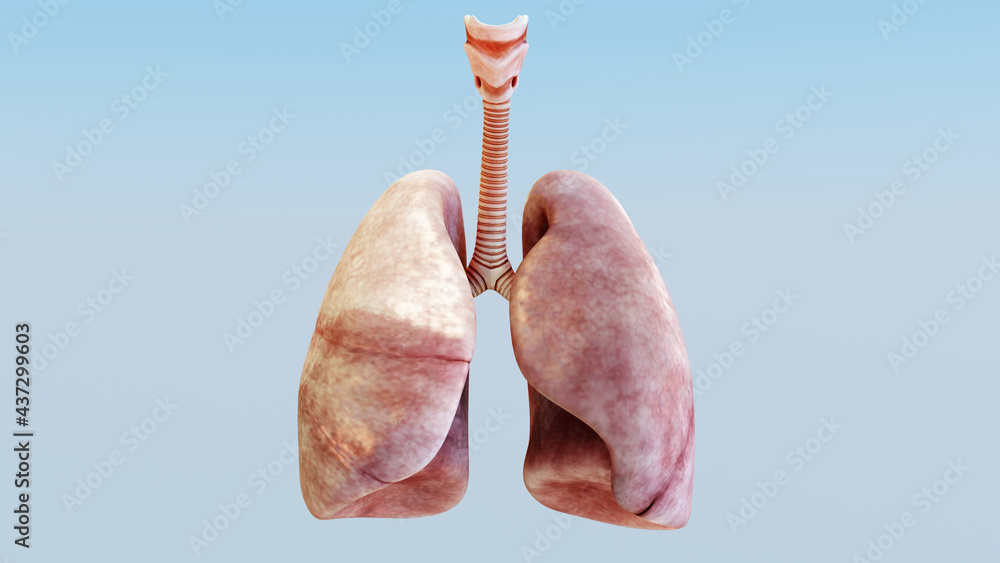 3d Illustration of Human Respiratory System Lungs Anatomy Concept ...