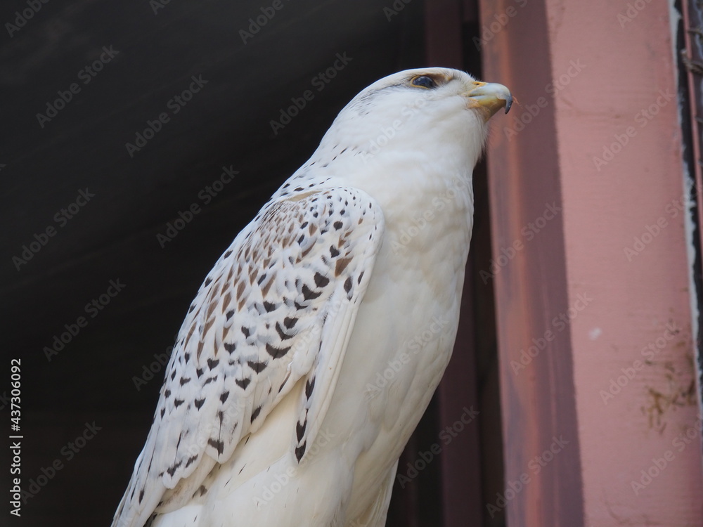 Gyrfalcon Falco rusticolus is a bird from the order of falconiformes of ...