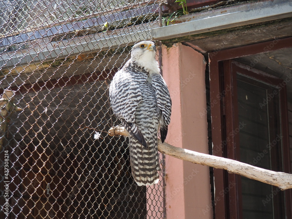 Poster Gyrfalcon Falco rusticolus is a bird from the order of ...