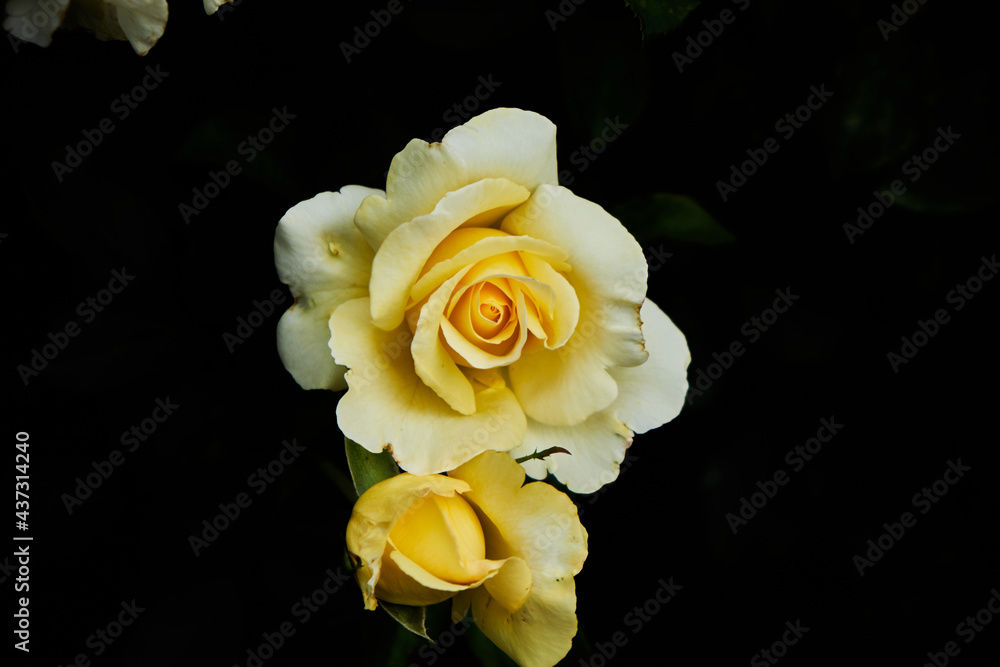 Multiflora Rose. Rosa multiflora is a species of rose known commonly as ...