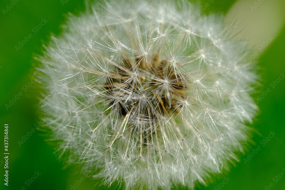 Dandeloin, Taraxacum, is a large genus of flowering plants in the ...
