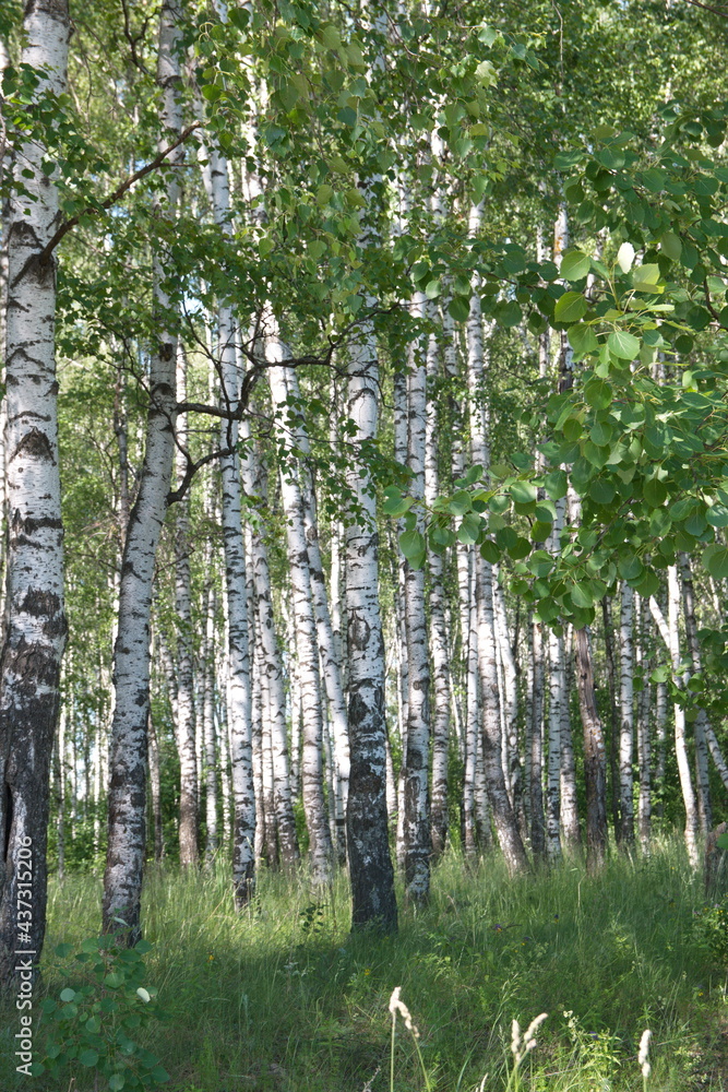 Russian forest, Betula papyrifera, Silver birch forest, Betula pendula ...