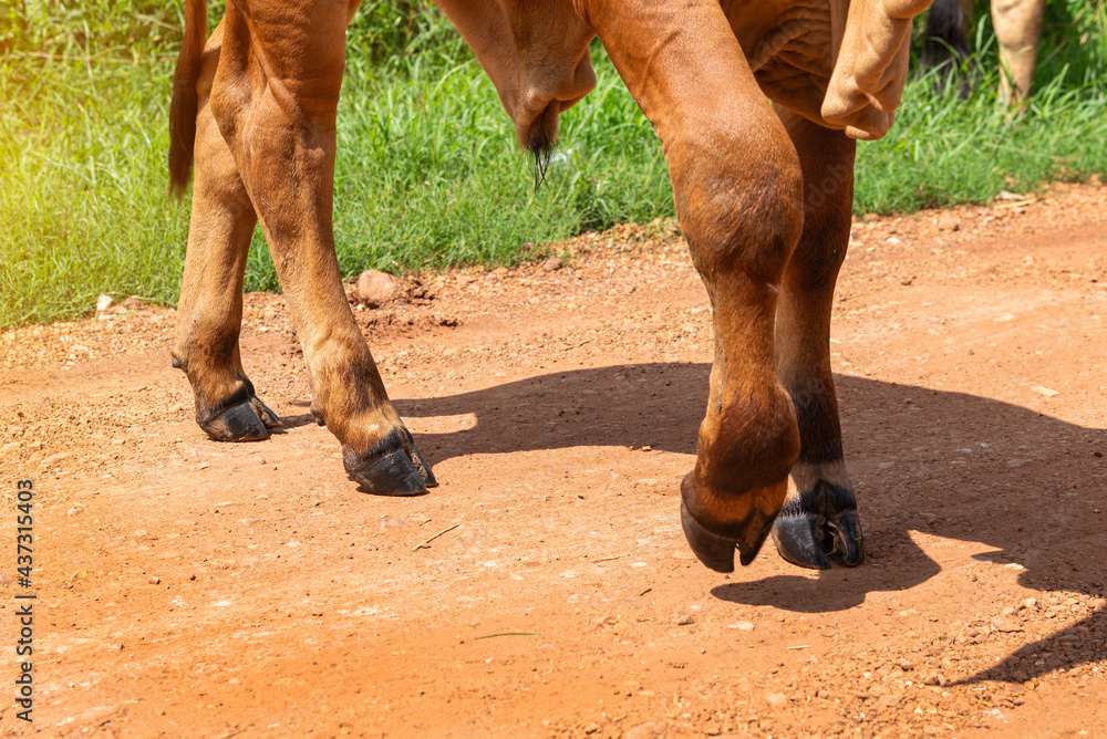 Cow's legs on the farm, The legs of a cow standing, Cow's legs , Four ...