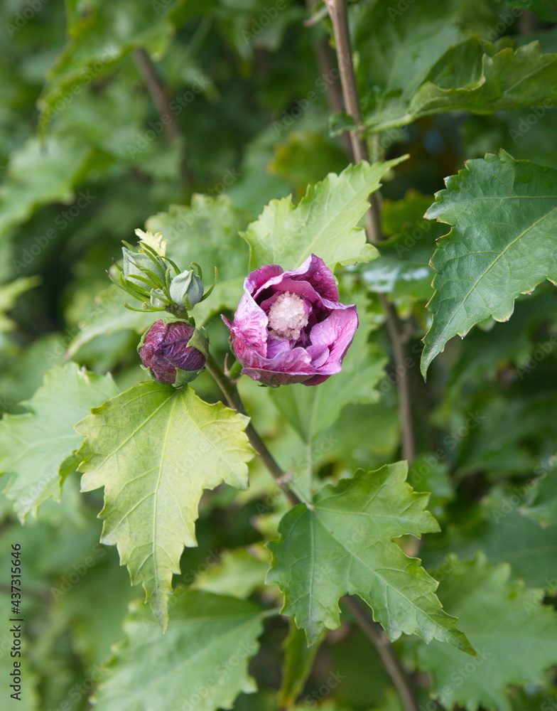 Flower of Hibiscus syriacus, Korean rose, Syrian ketmia, shrub althea ...