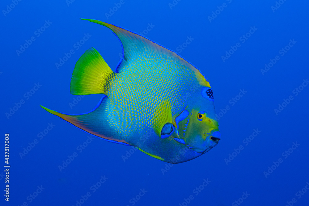 Queen Angelfish Drawing