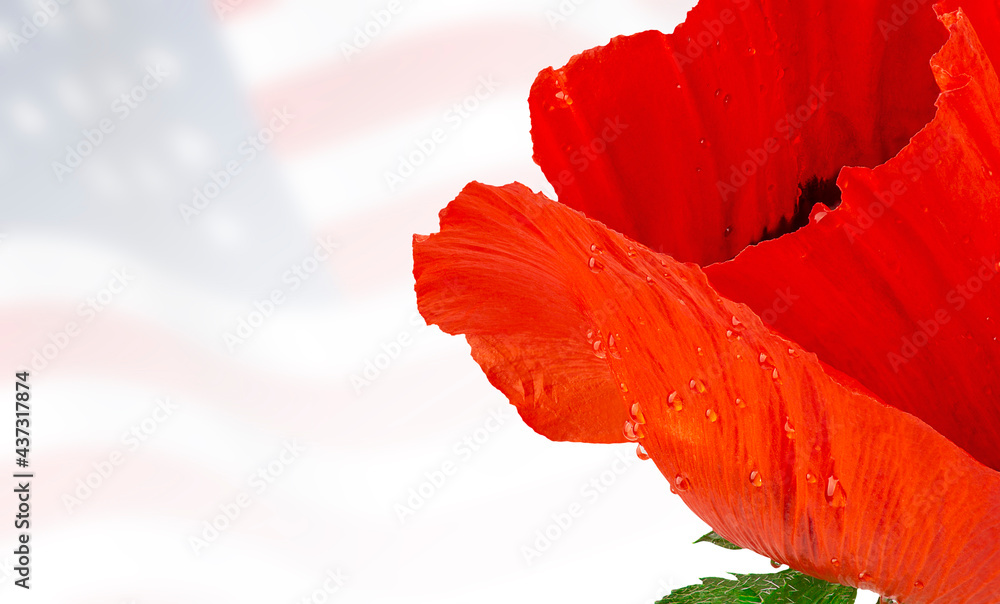 Red poppy on an abstract black background. Memorial day concept ...