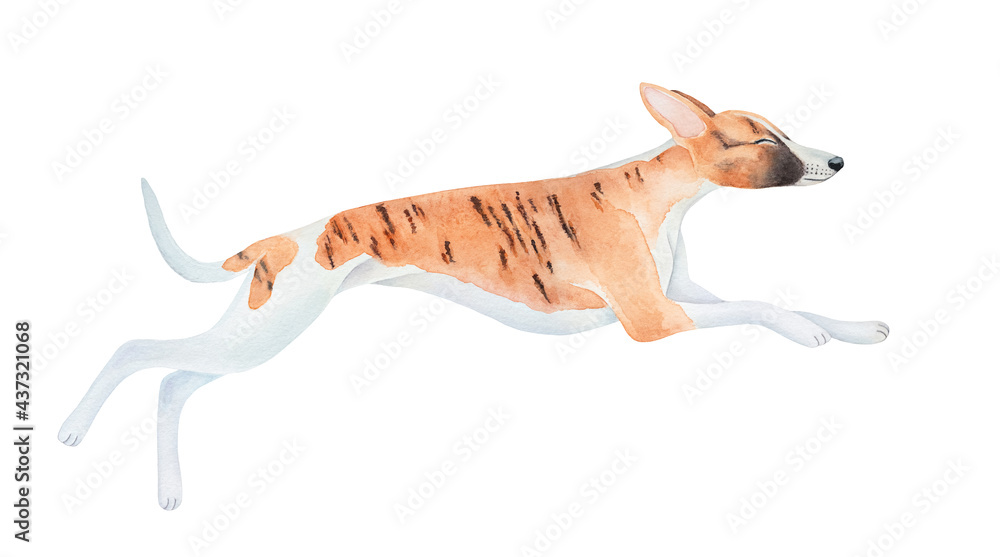 Watercolor illustration of cute smiling running Whippet dog. Side view ...