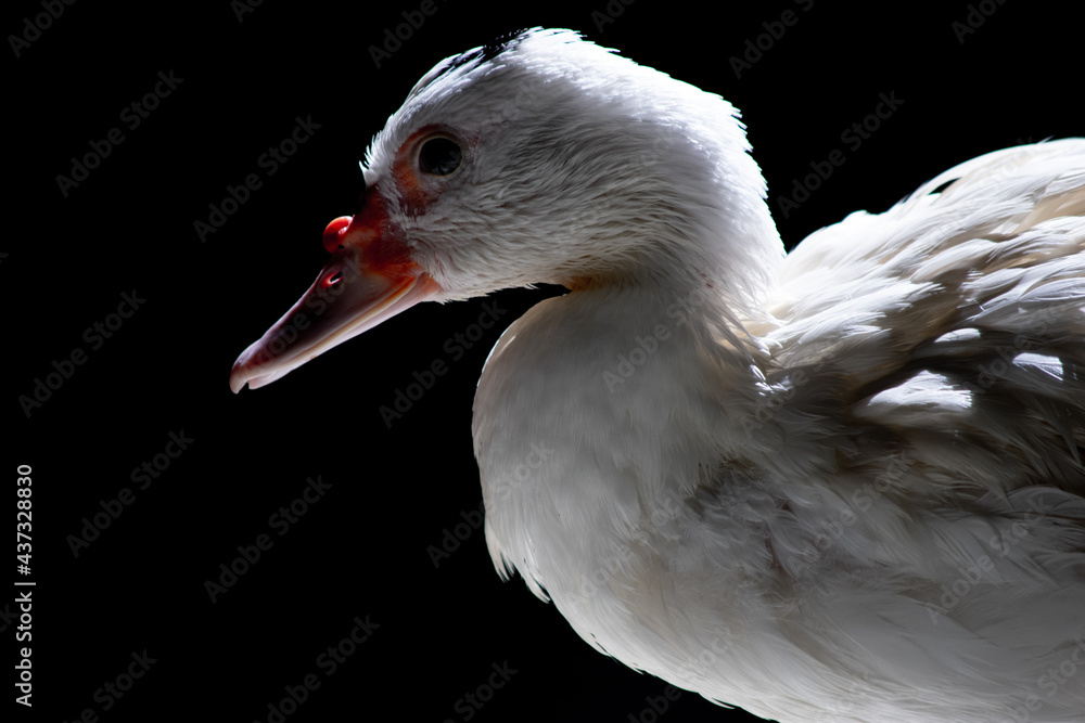 White duck standing close to the camera, domesticated wild animal, with ...