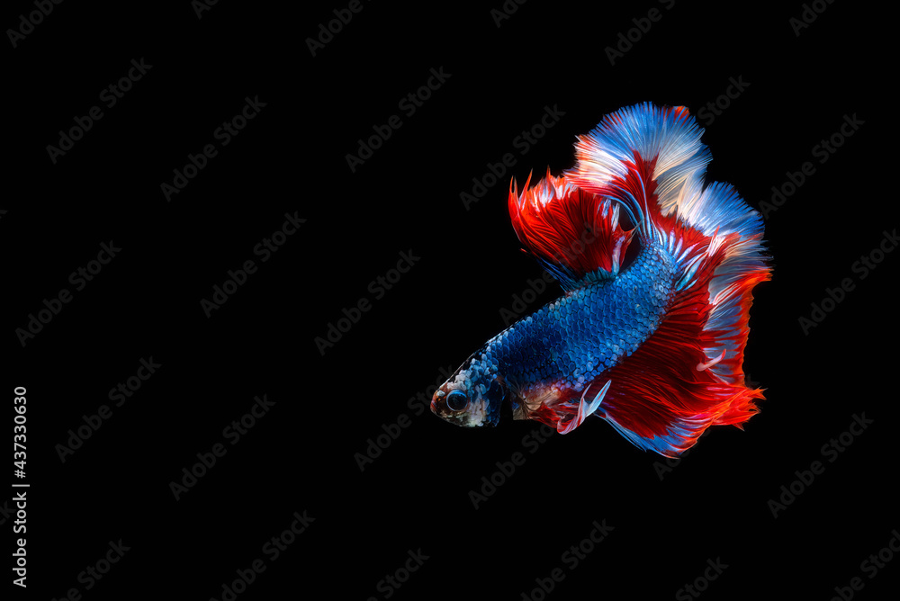 Halfmoon fighting fish is a beautiful betta fish with a half-circle ...