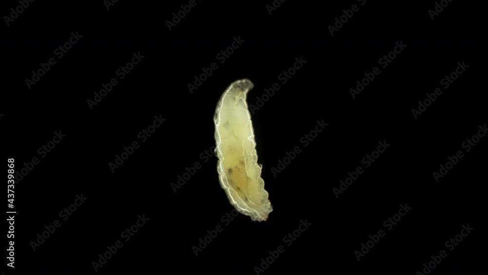 Worm-like larva of fruit fly insect Drosophila melanogaster under a ...