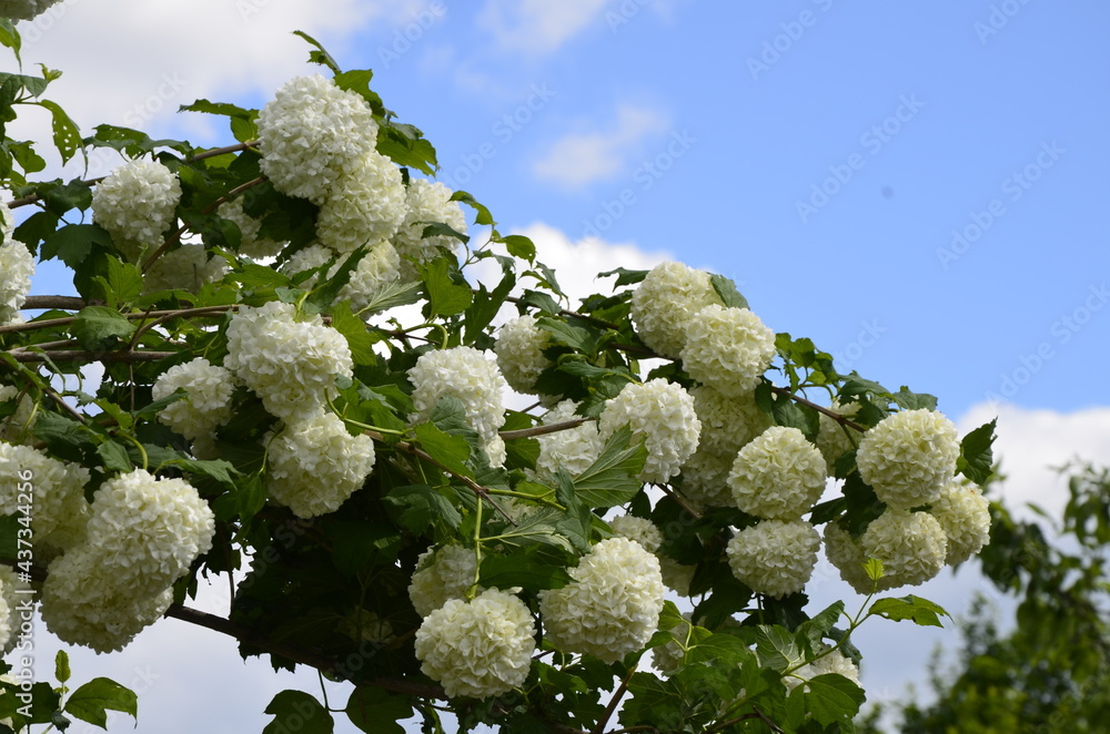 Viburnum opulus roseum or snowball tree white flowers with green ...