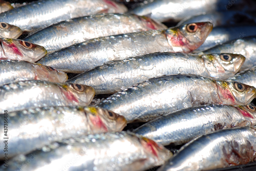 SARDINAS A LA PLANCHA Stock Photo | Adobe Stock