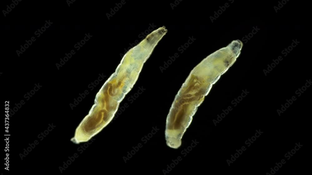 worm-like larva of a fly (midge) insect of the order Diptera under a ...