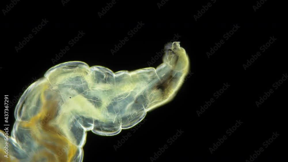 worm-like larva of a fly (midge) insect of the order Diptera under a ...