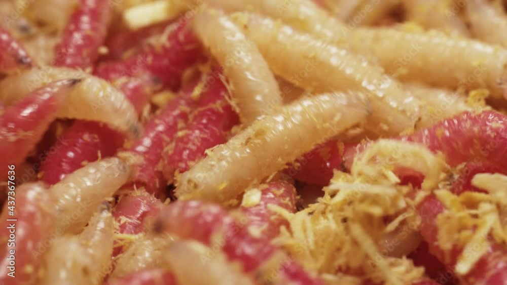 Vidéo Stock Fly larvae, yellow and red maggots. macro | Adobe Stock