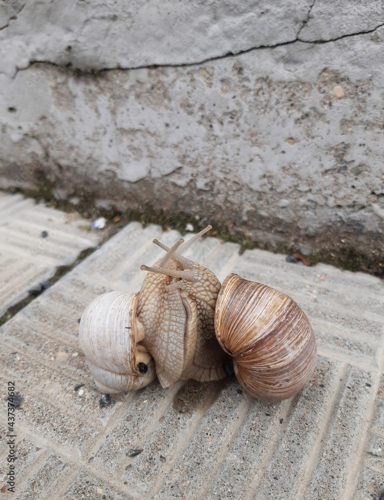 Sexy dance of mating grape snails on the concrete slabs of the steps ...