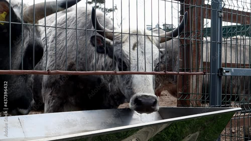Hungarian and Ukrainian gray cows on the farm. Aboriginal breed of ...
