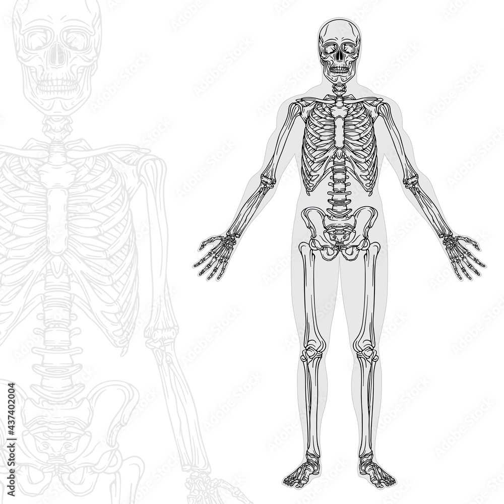 Human skeleton hand drawn vector illustrations set. Part of human ...