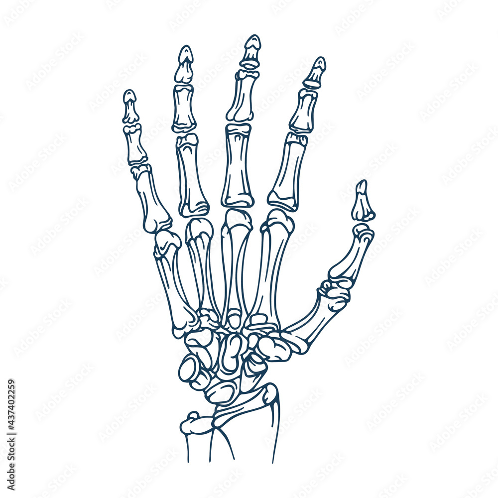 Hand Bones. Human hand and wrist bones sketch drawing vector ...