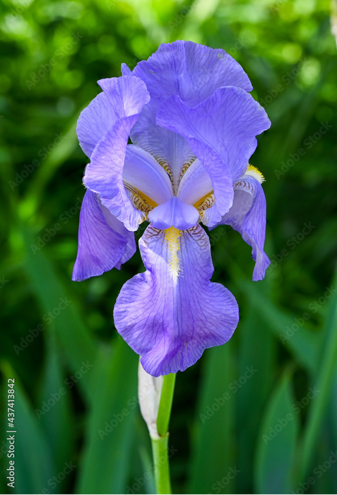 Iris germanica, an old and vigorous cultivar, blooming plant. Botanical ...