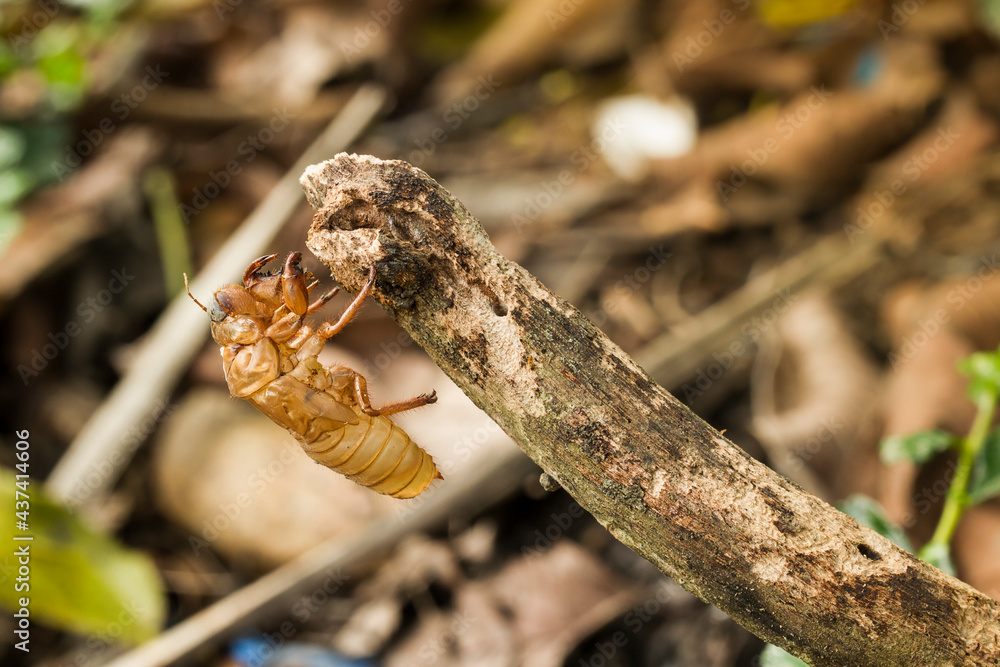 Close-up photo of a cicada's molting on a branch.,The molting of a ...