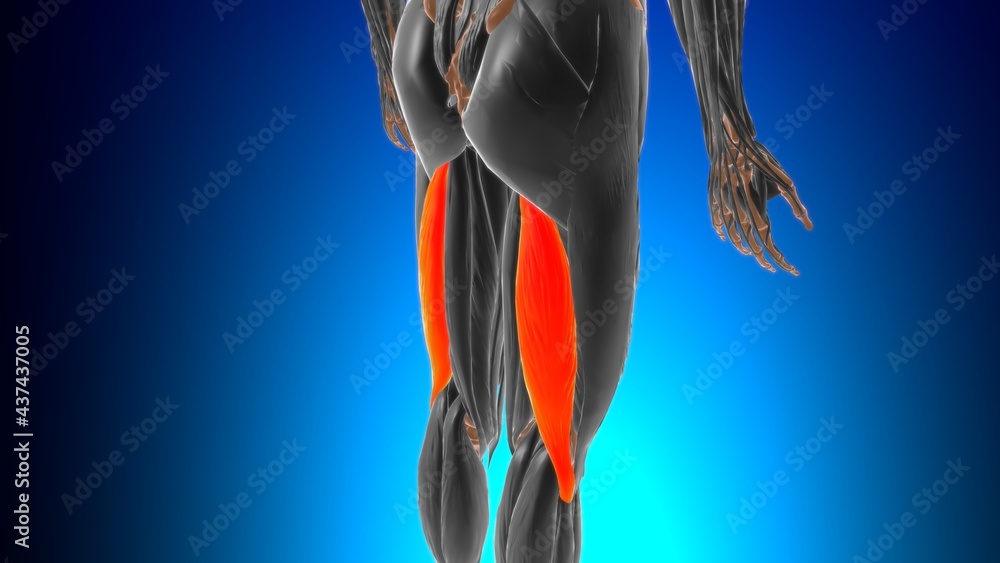 Long head of biceps femoris Muscle Anatomy For Medical Concept 3D ...
