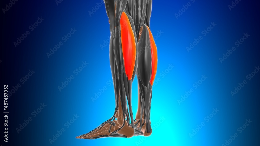 Poster Lateral head of gastrocnemius Muscle Anatomy For Medical Concept ...