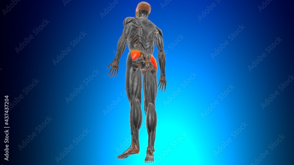 Gluteus medius Muscle Anatomy For Medical Concept 3D Illustration Stock ...
