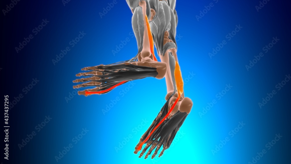 Flexor hallucis longus Muscle Anatomy For Medical Concept 3D Stock ...