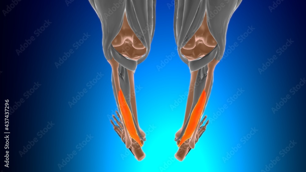 Flexor hallucis longus Muscle Anatomy For Medical Concept 3D Stock ...