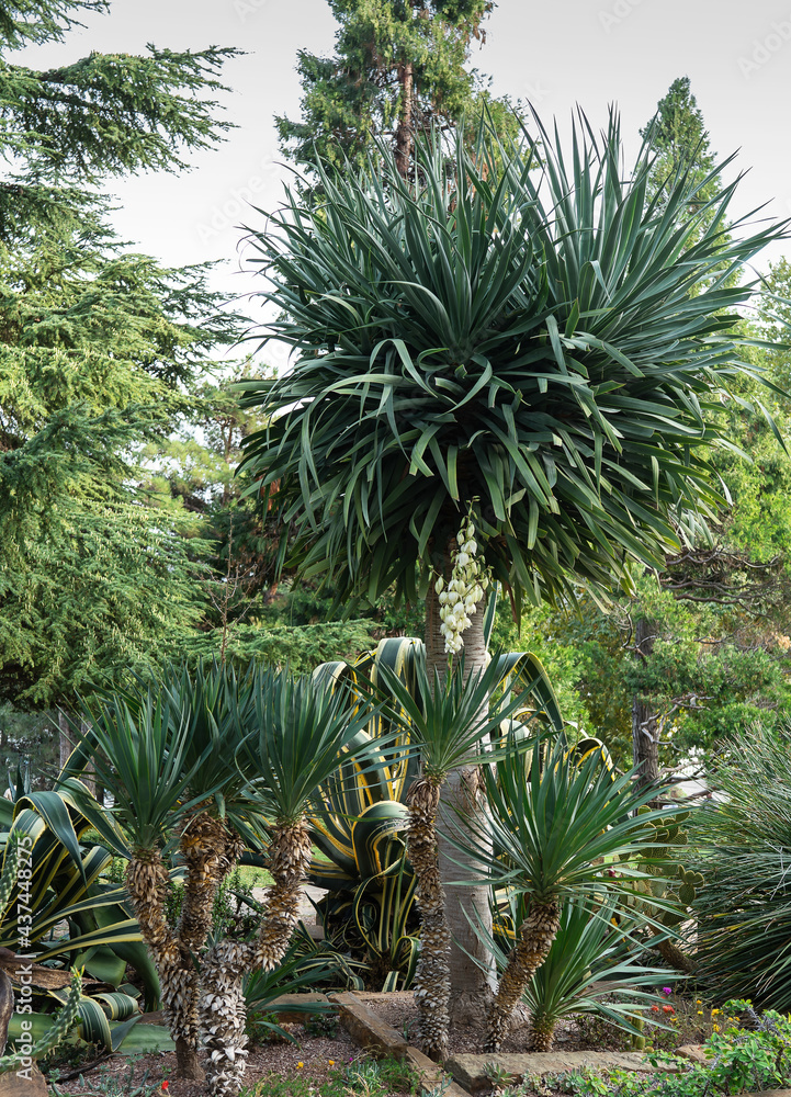Yucca gloriosa (Adams needle, Spanish-dagger, Roman candle, mound lily ...