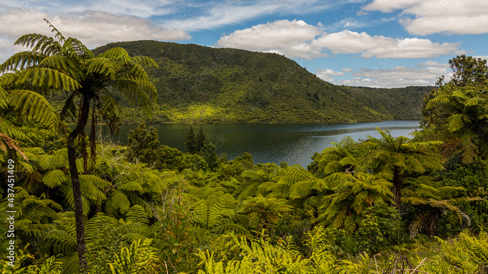 Tropical Forest Landscape