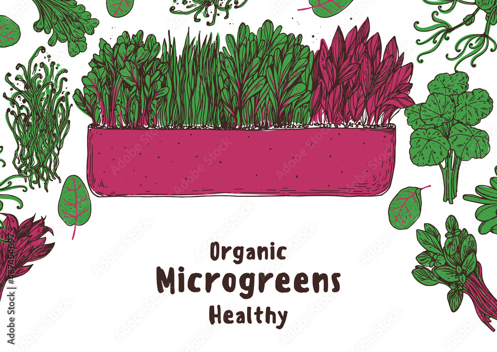 Microgreens hand drawn vector illustration. Organic healthy food ...