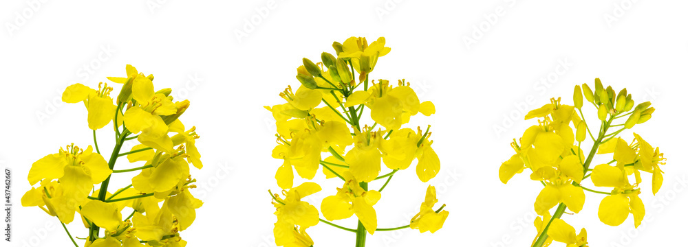 Canola flower isolated. Yellow rape flowers for healthy food oil on ...