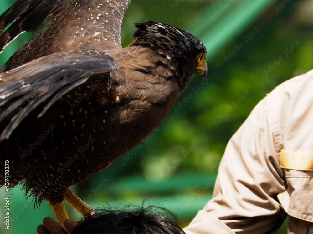 Picture of a Javanese Eagle / Elang Jawa (Nisaetus bartelsi) on a zoo ...