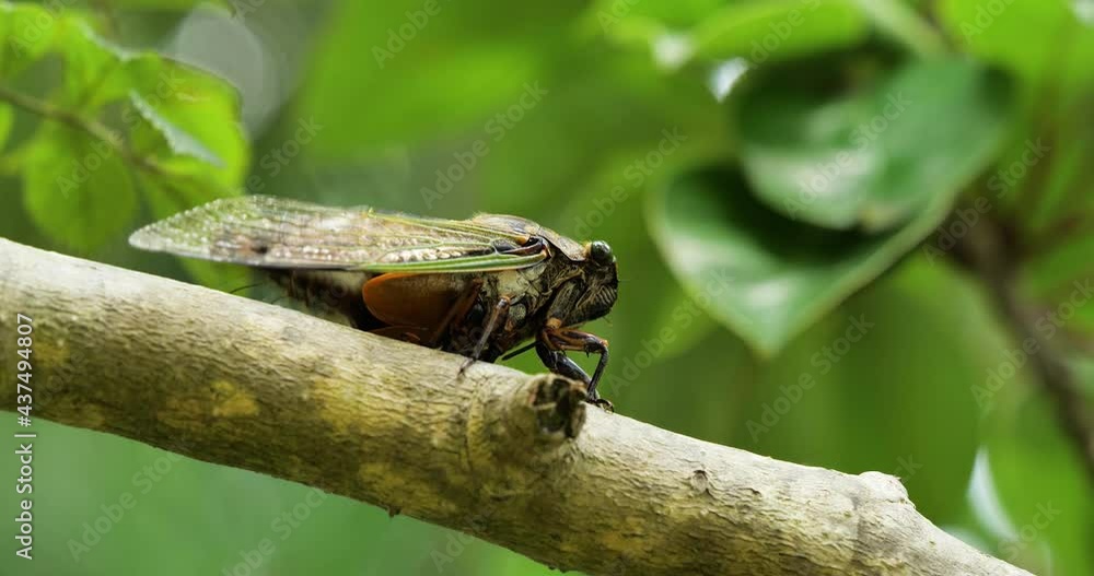 Video of cicadas singing for courtship.The variety is called "Kumazemi ...
