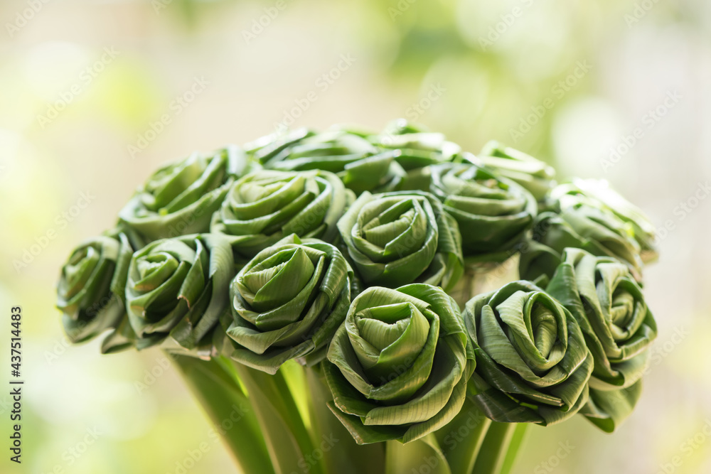 Pandan leaves or pandanus amaryllifolius,fold the leaves into a rose on ...