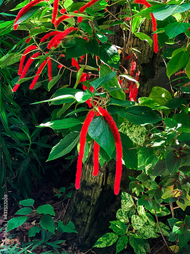 Close up of a beautiful Chenille plant with its brilliantly colored ...