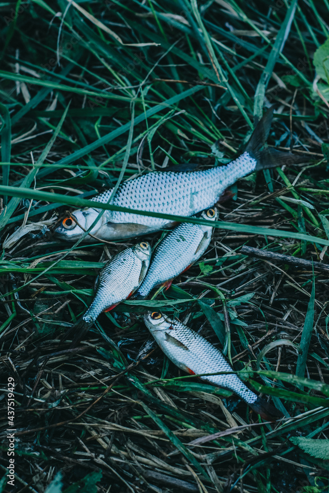les, reka, priroda, svezhest', rybalka, ryba forest, river, nature ...