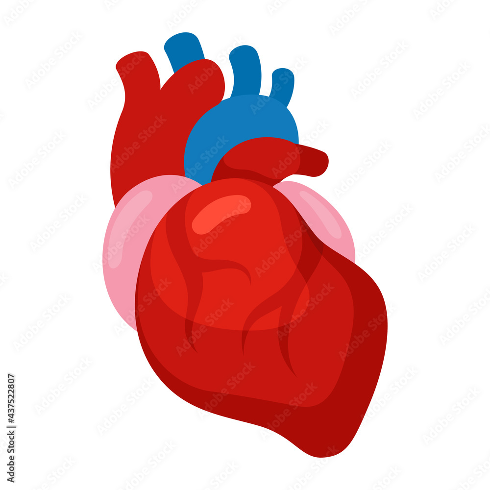Heart anatomy cartoon icon. Cardiovascular system human internal organ ...