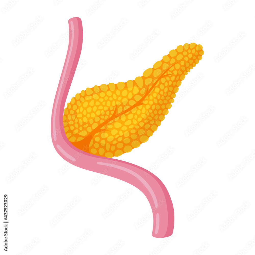 Pancreas anatomy cartoon icon. Human organ of digestive and endocrine ...