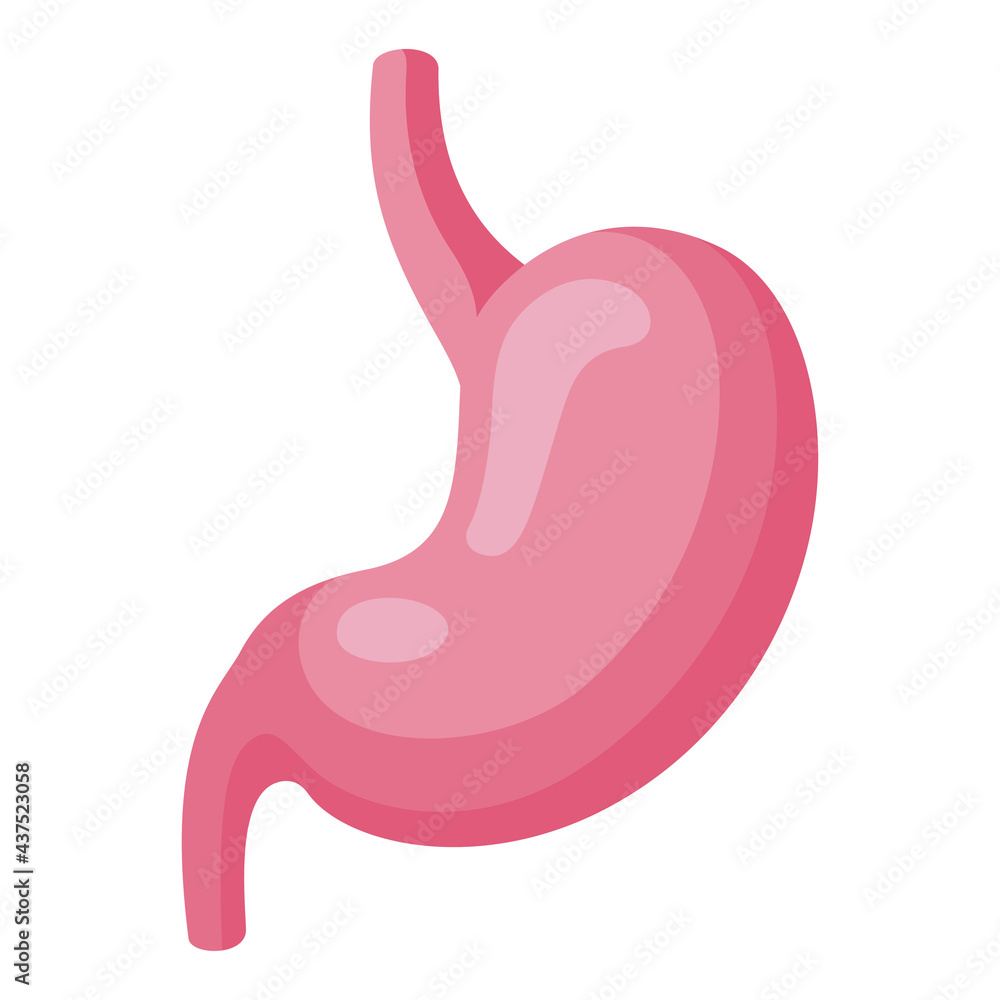 Stomach anatomy cartoon icon. Digestive system part. Muscular, hollow ...