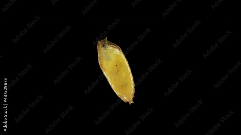 Pupa of fruit fly Drosophila melanogaster under a microscope, order ...