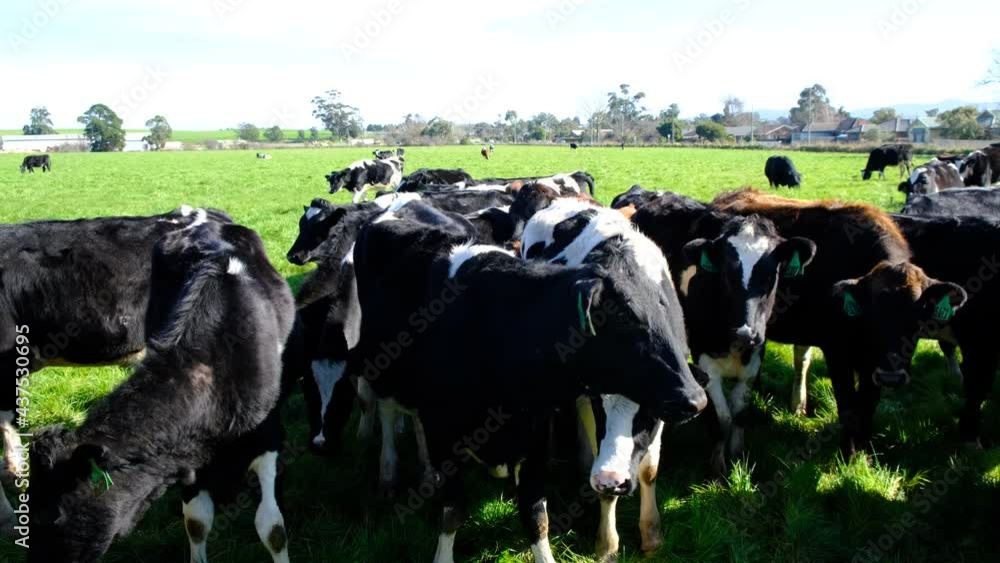 Dairy cattle (also called dairy cows) are cattle cows bred for the ...