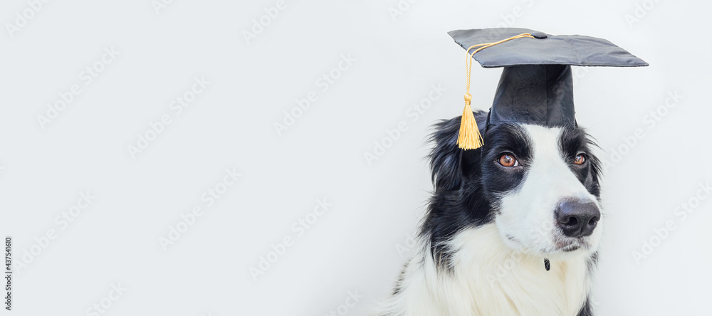 Funny proud graduation puppy dog border collie with comical grad hat ...