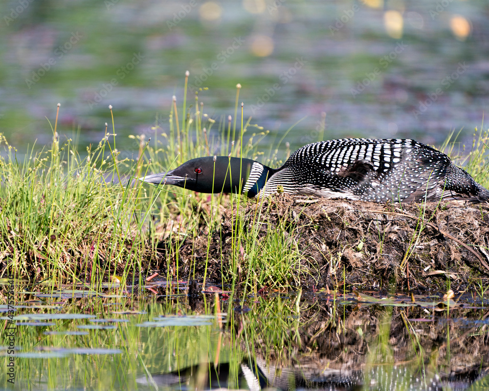 Common Loon Photo. Sitting and guarding the nest in the marsh water ...