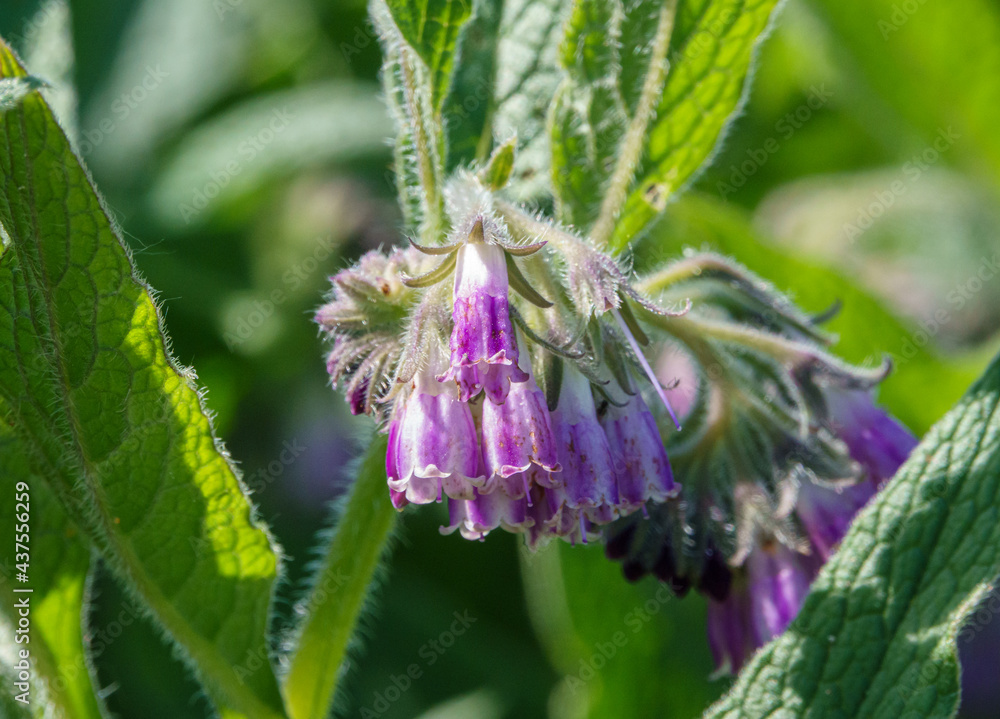 wild comfrey growing on Salisbury Plain, Wiltshire UK Stock Photo ...