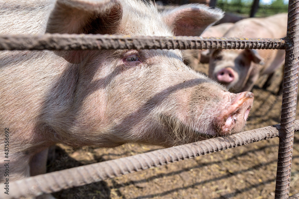 Dirty pigs grazing on a pig farm. Natural organic pig breeding. Farming ... Dirty pigs grazing on a pig farm. Natural organic pig breeding. Farming ...