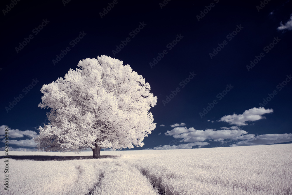 infrared photography - ir photo of landscape with tree under sky with ...