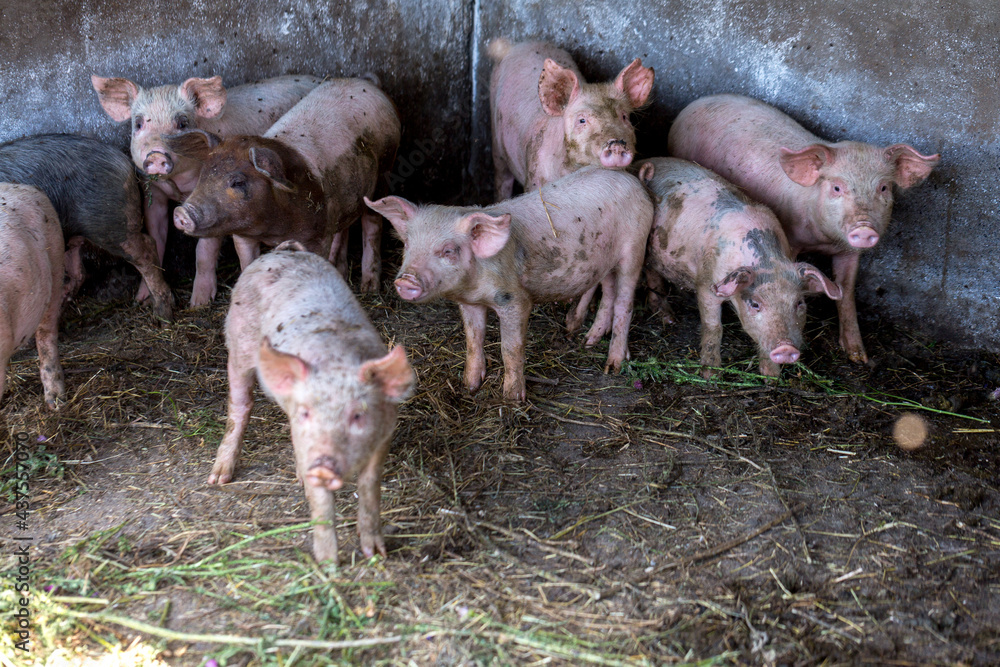 Dirty piglets grazing on a pig farm. Natural organic pig breeding ...